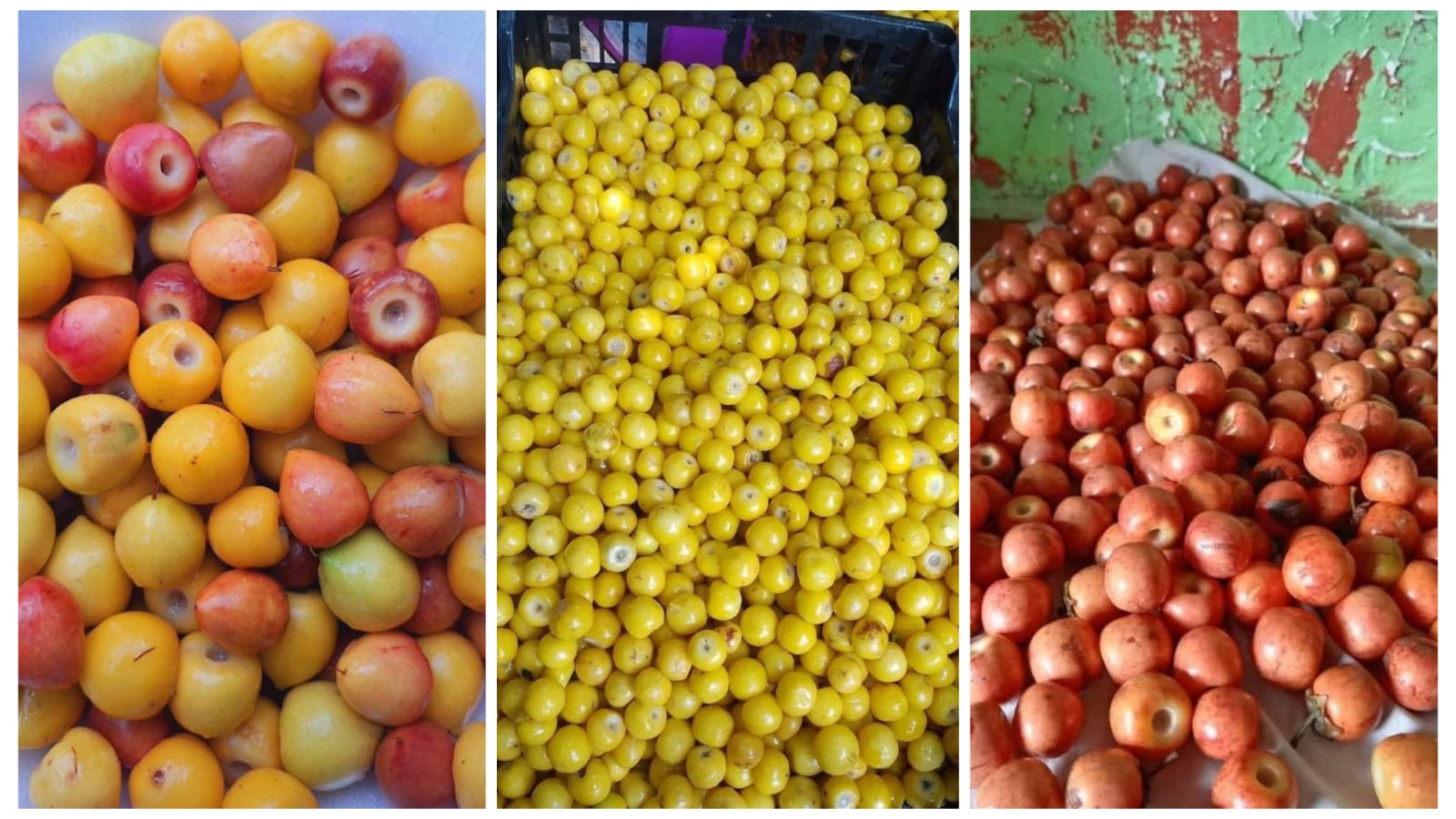 El nance, una fruta con beneficios que no conocías