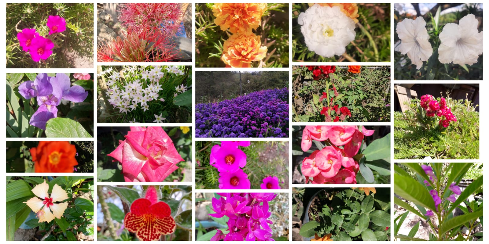 ¿Sabías que mayo es conocido como el mes de las flores?