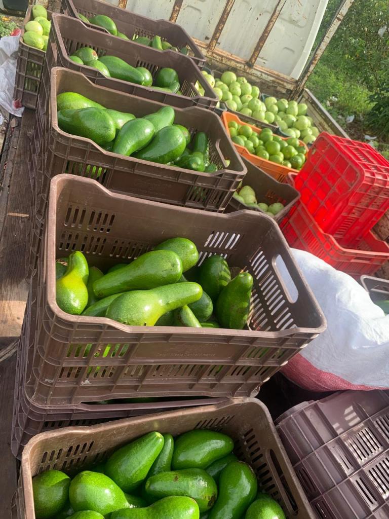 Telica Farms: Innovación, sostenibilidad y compromiso rural desde Olancho